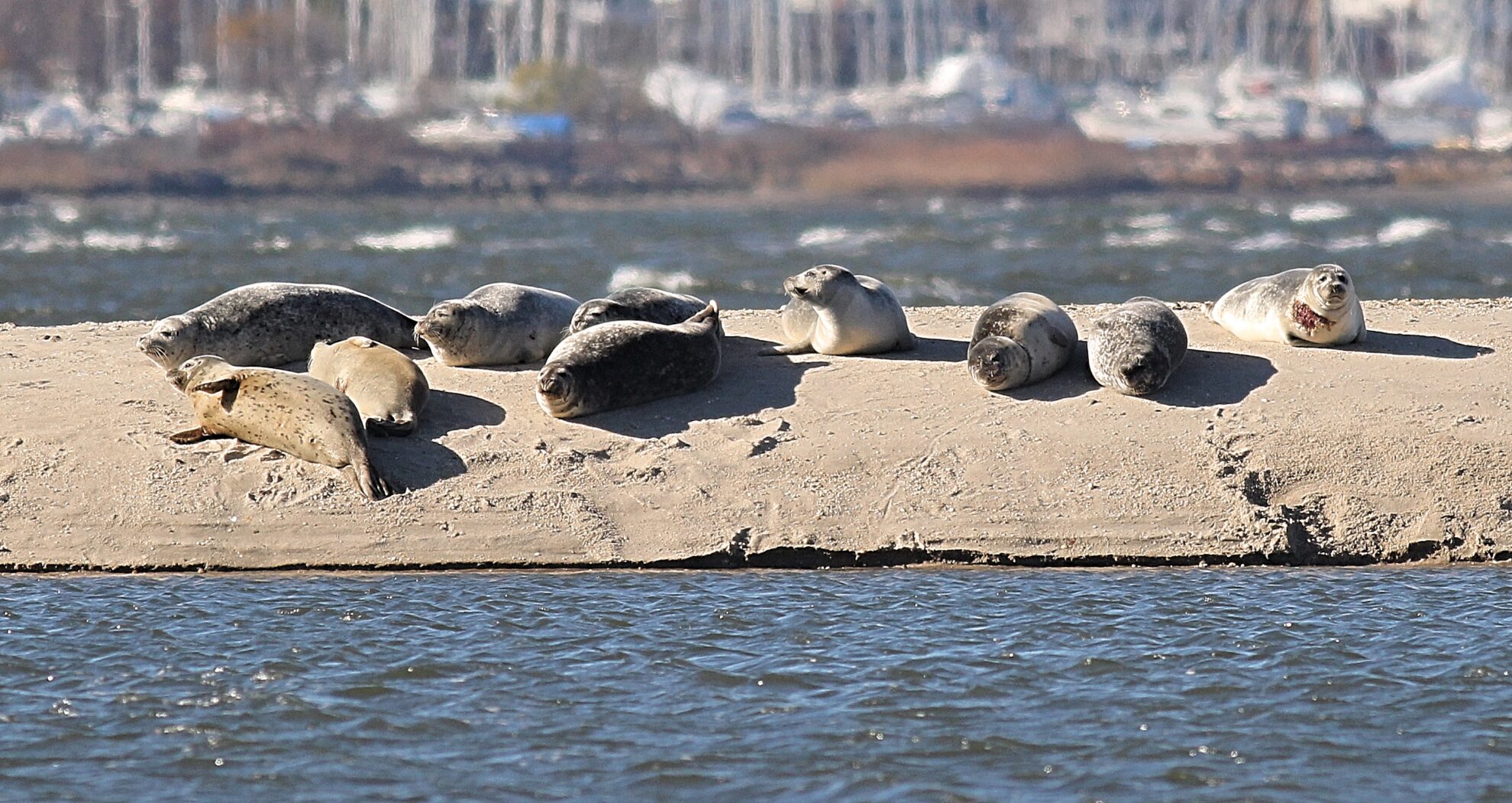 The menagerie of New York: A colorful look at the 'Wild City' - The ...