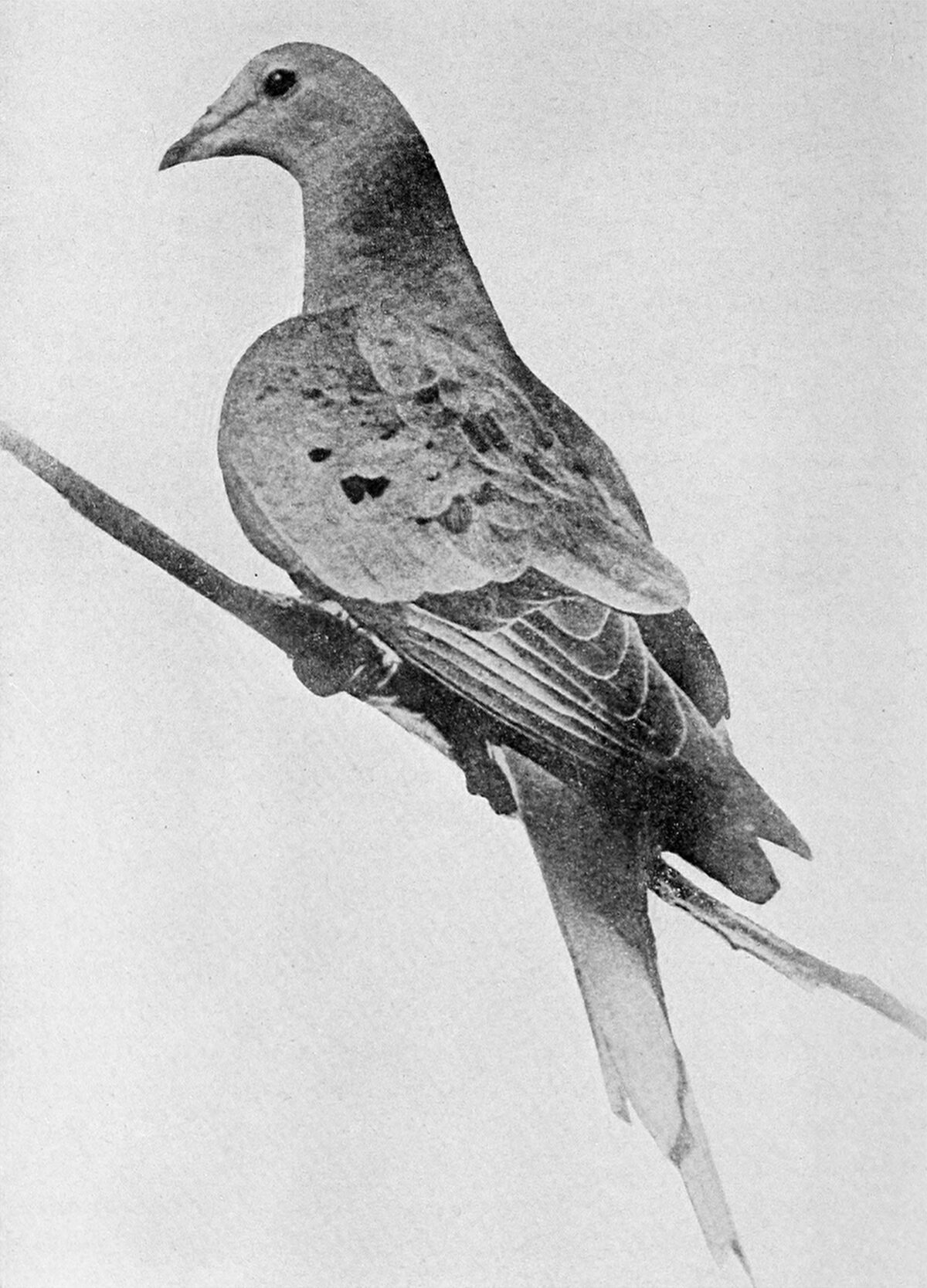 Theodore Roosevelt's Wild Kingdom: American conservation history with ...